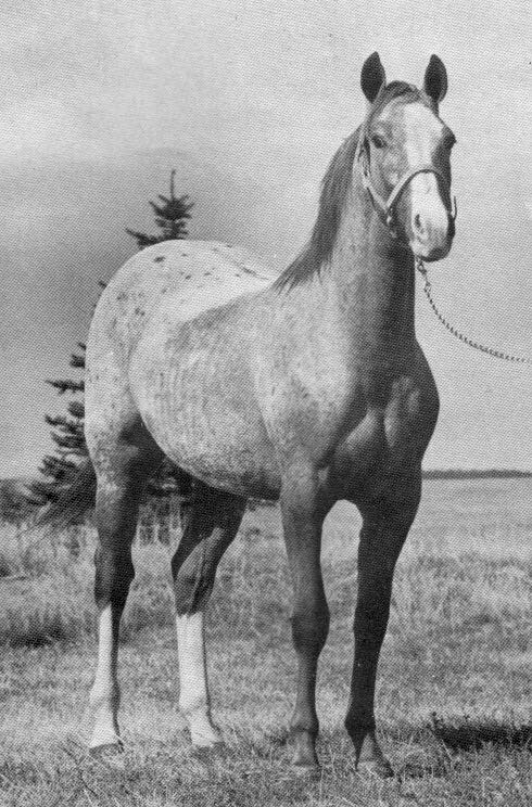 Tentative Appaloosas T-28101 to T-28200