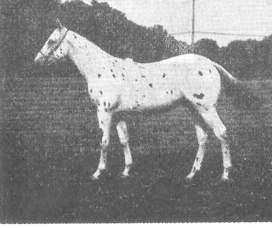 Tentative Appaloosas T-27301 to T-27400